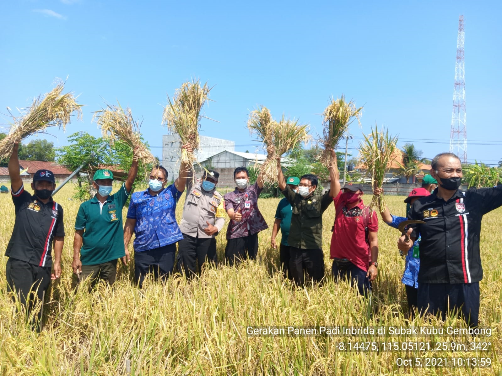 Demplot Eco-farming Dan Gerakan Panen Padi Inhibrida Di Subak Kubu ...