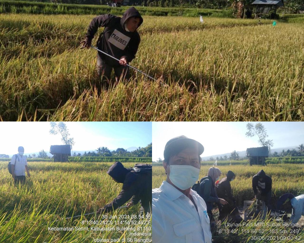 Kegiatan Pengambilan Ubinan Padi di Subak Rangdu | Dinas Lingkungan Hidup
