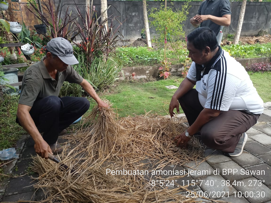 PEMBUATAN AMONIASI JERAMI PADI SEBAGAI ALTERNATIF PAKAN TERNAK SAPI ...