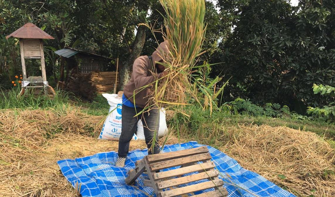 Kegiatan Pengambilan Ubinan Padi di Subak Tebu Merta | Dinas Lingkungan ...